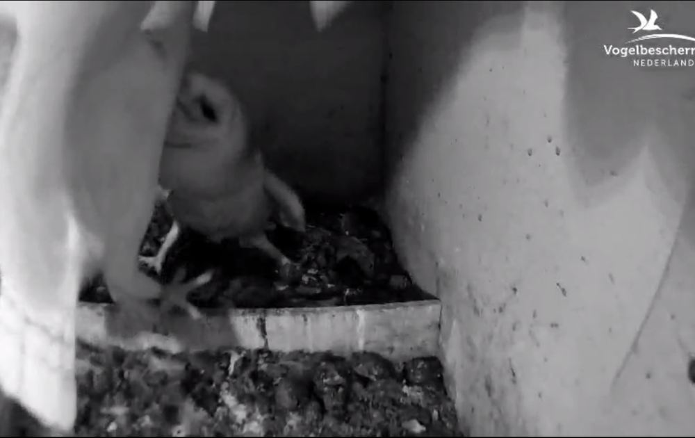 Een indringer | Vogelbescherming