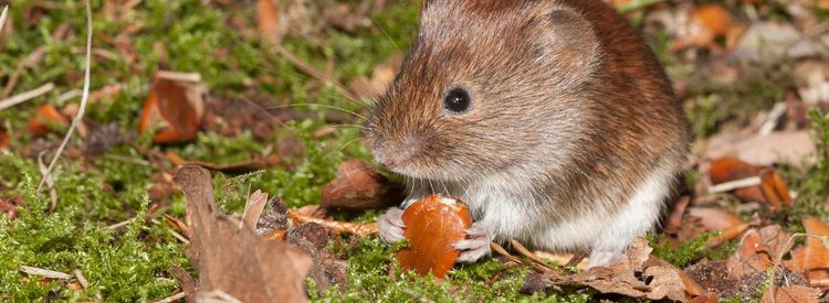 Hoe onderscheid je de verschillende woelmuizen? | Vogelbescherming