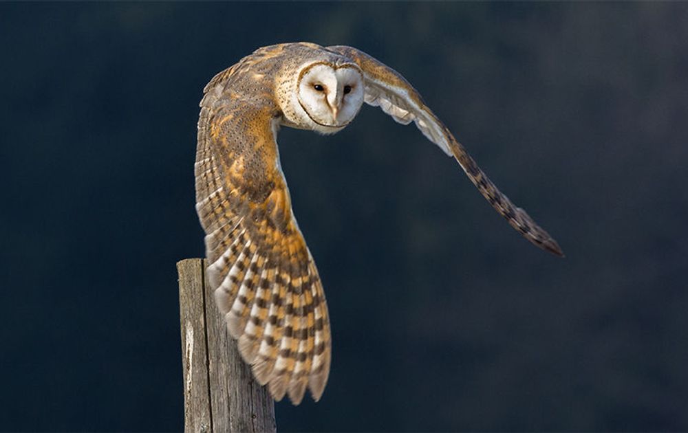 Even voorstellen: de kerkuil | Vogelbescherming
