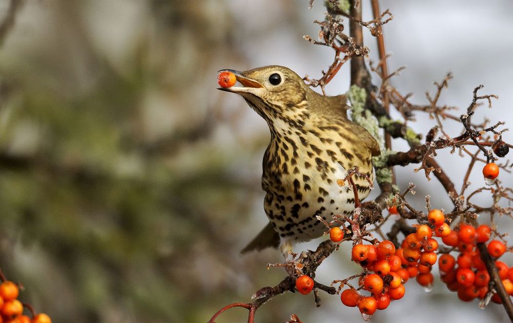 Samen voor vogels en natuur | Vogelbescherming