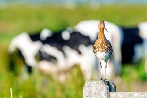 Sneeuwgans | Vogelbescherming