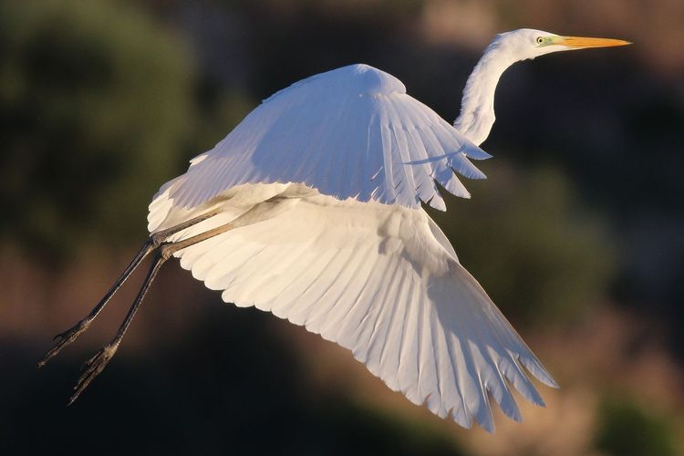 Great White Egret Prior To Alightment | Vogelbescherming