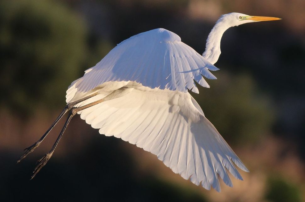Great White Egret Prior To Alightment | Vogelbescherming