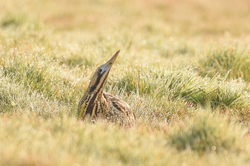 Roerdomp betrapt | Vogelbescherming
