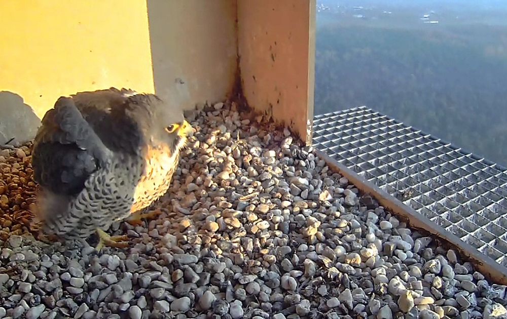 Welkom | Vogelbescherming