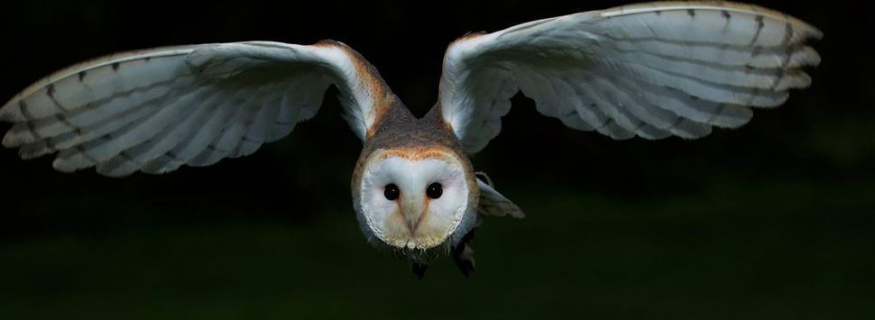 Kerkuilen 2024 in vogelvlucht | Vogelbescherming