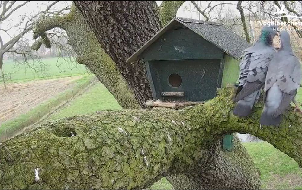 Holenduiven bij de kast (Wi) | Vogelbescherming