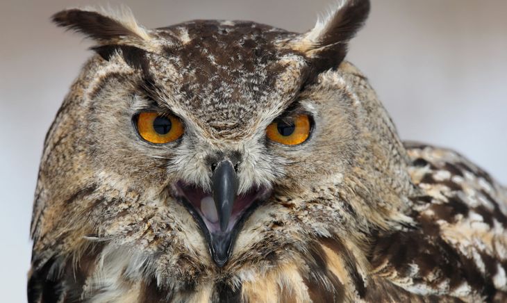 Oehoe | Vogelbescherming