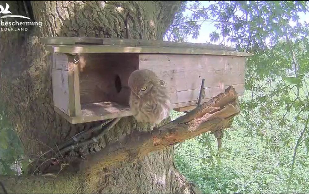Jonge steenuil (Do) | Vogelbescherming