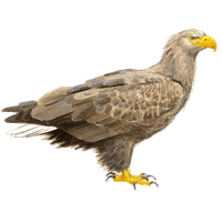 Buizerd | Vogelbescherming