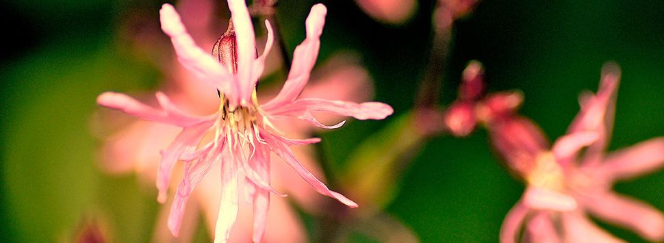 Jan Kamman (Tuinvogelconsulent) | Vogelbescherming