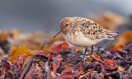 Drieteenstrandloper | Vogelbescherming
