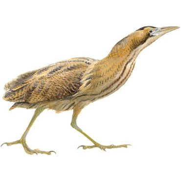 Roerdomp | Vogelbescherming