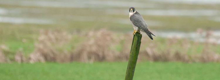 Het succes van de slechtvalk | Vogelbescherming