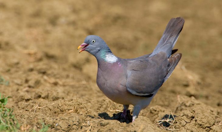Houtduif | Vogelbescherming