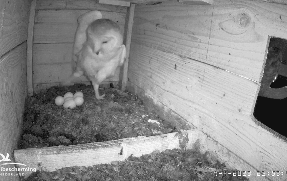 Eieren & Broeden | Vogelbescherming