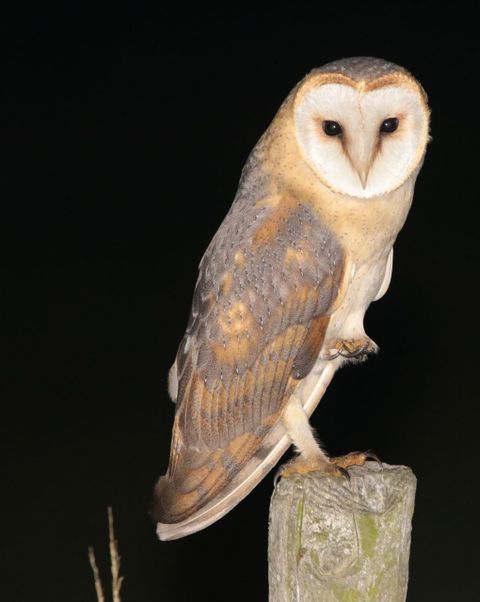 Kerkuil in de polder | Vogelbescherming