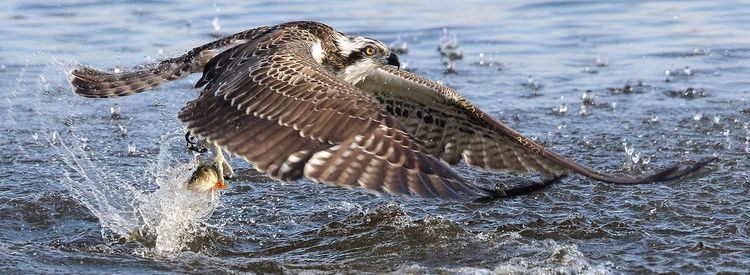 Nu te zien: de visarend | Vogelbescherming