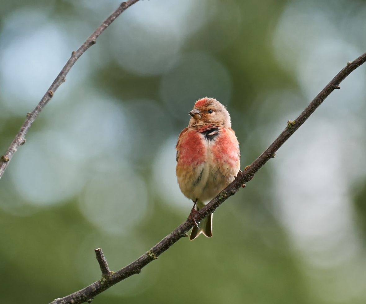 Rode borst | Vogelbescherming