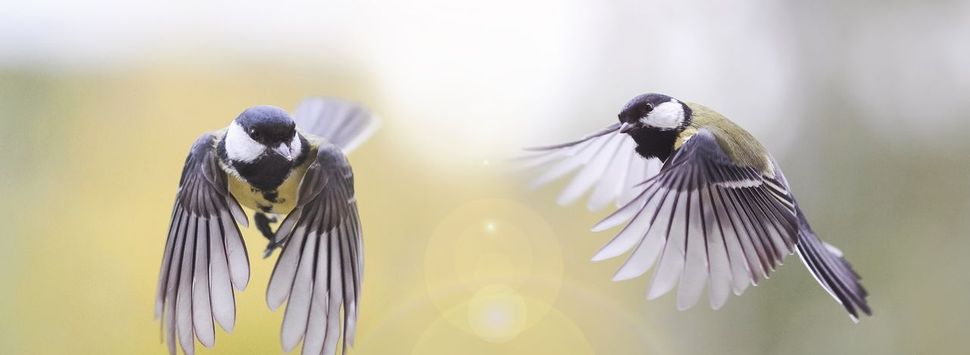 Stap 3 is begonnen.. | Vogelbescherming