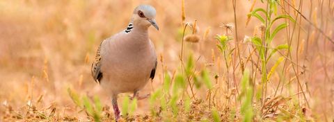 De 5 soorten duiven van Nederland | Vogelbescherming
