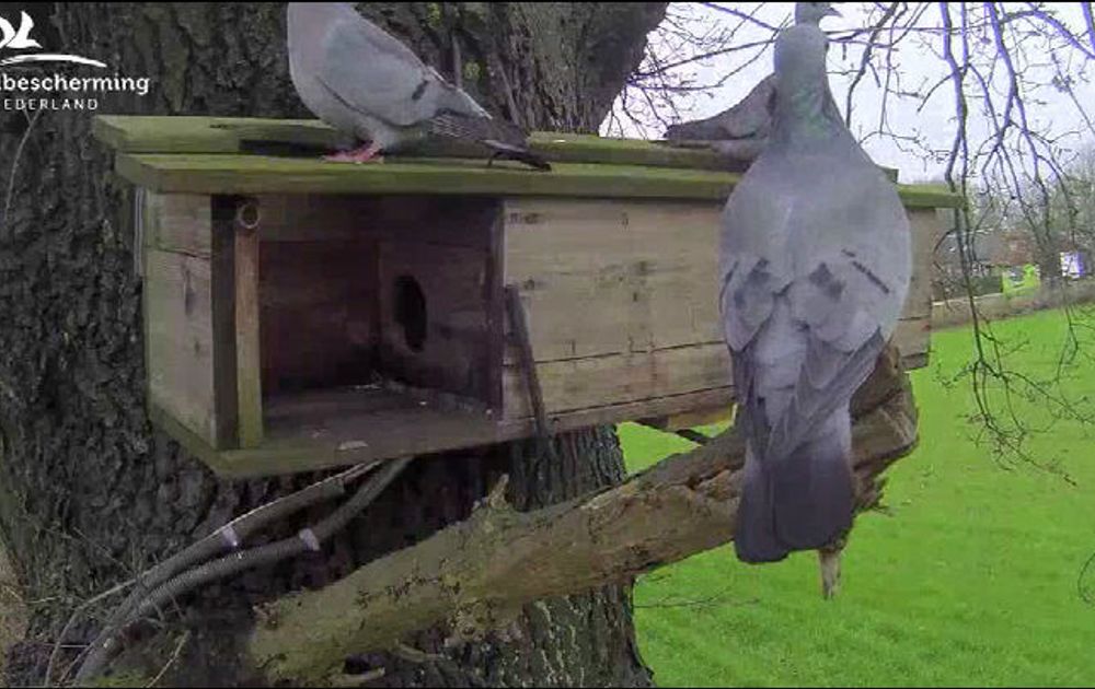 Bezoek: drie Holenduiven | Vogelbescherming