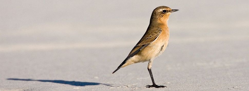 Uniek inkijkje bij geheimzinnig tapuitenhol op Texel | Vogelbescherming