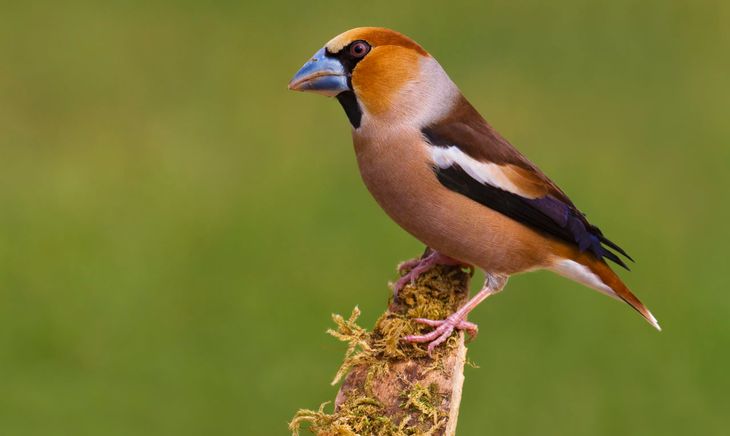 Appelvink | Vogelbescherming