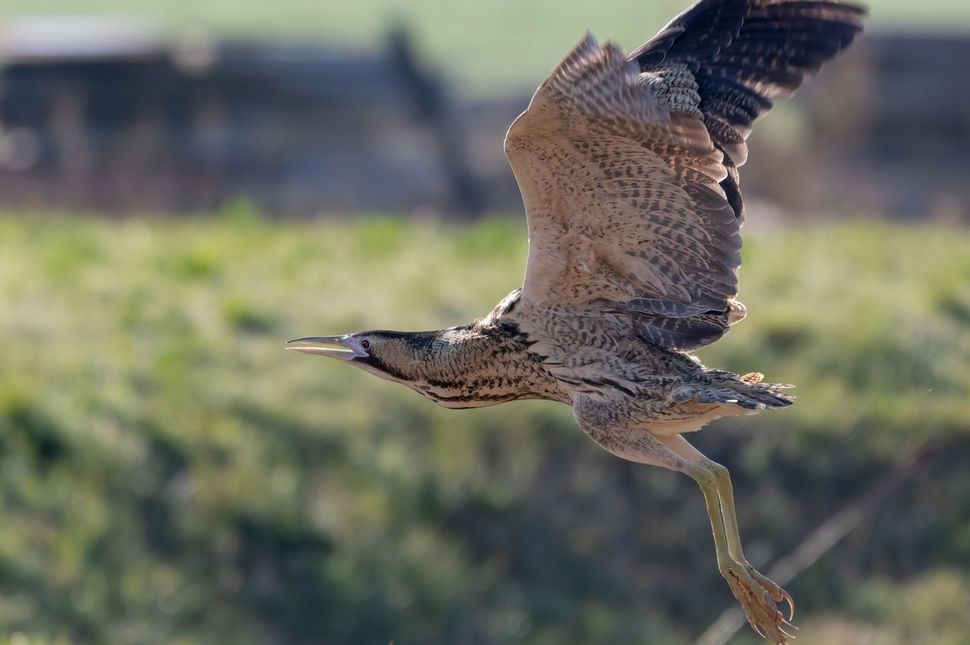 Oog in oog met Roerdomp | Vogelbescherming