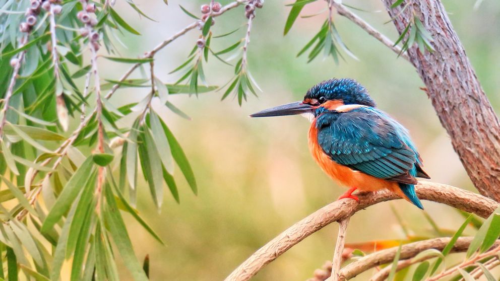 Samen voor vogels en natuur | Vogelbescherming