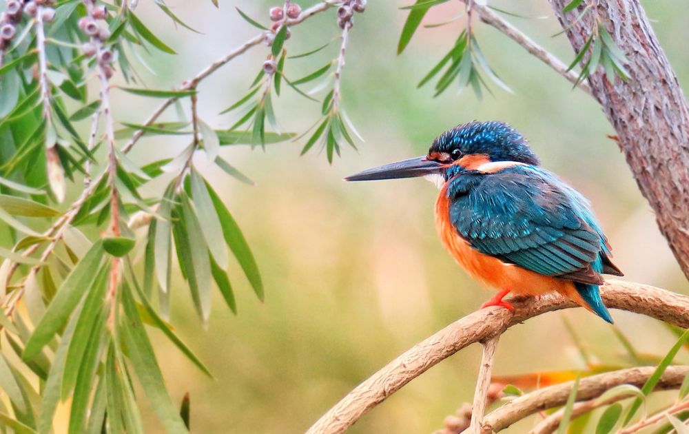Samen voor vogels en natuur | Vogelbescherming