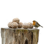 Wat is goed voer? | Vogelbescherming