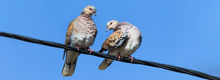 Lichtpuntje voor de zomertortel | Vogelbescherming