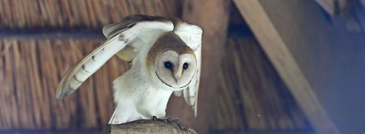 Maak je eigen kerkuil (in 38 stappen) - Deel 1 | Vogelbescherming