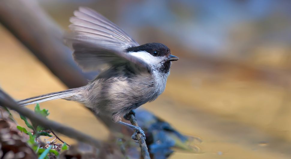 Matkop vs. glanskop en v.v. | Vogelbescherming