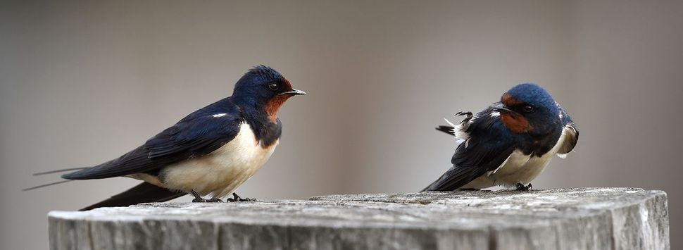 Welkom bij de boerenzwa…. Nee, ho, wacht eens even…. | Vogelbescherming