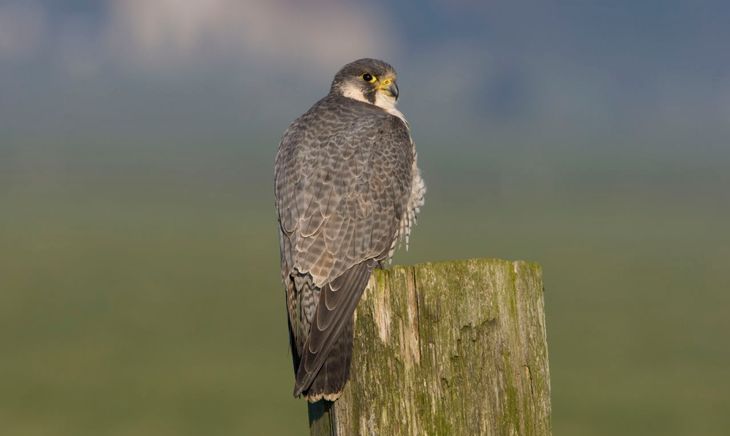 Slechtvalk | Vogelbescherming