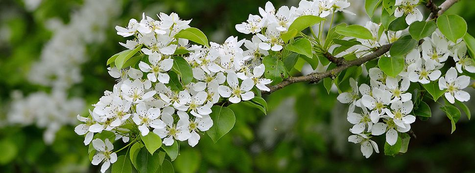 Leen den Ouden (Tuinvogelconsulent) | Vogelbescherming