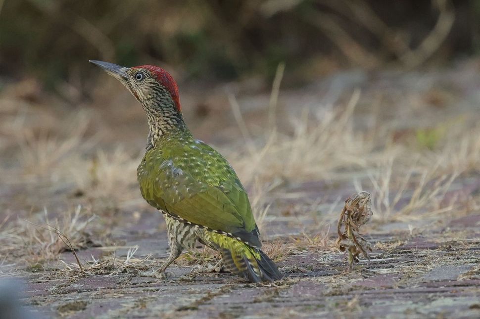 groene specht op zoek naar eten | Vogelbescherming