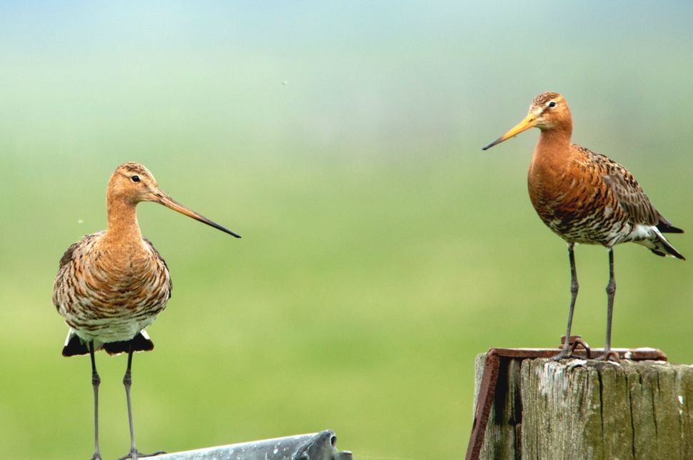 Paal of hek, niets is de grutto te gek. | Vogelbescherming