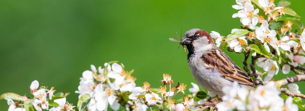 Insecten noodzakelijk voor de huismus in de broedtijd | Vogelbescherming