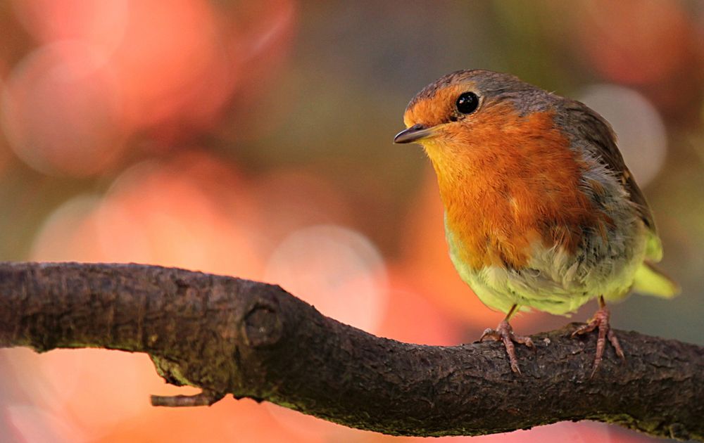 Samen voor vogels en natuur | Vogelbescherming