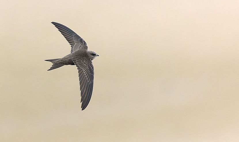 Vale gierzwaluw | Vogelbescherming