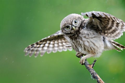 Steenuil | Vogelbescherming