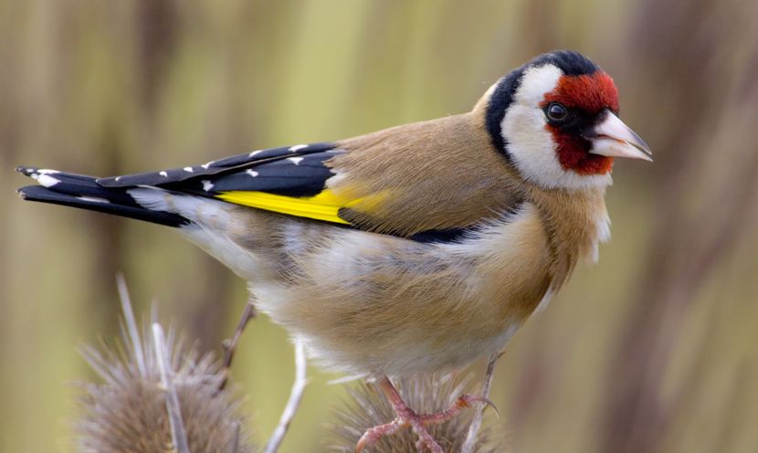 Putter | Vogelbescherming