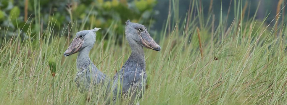 De schoenbekooievaar, een grapjas | Vogelbescherming