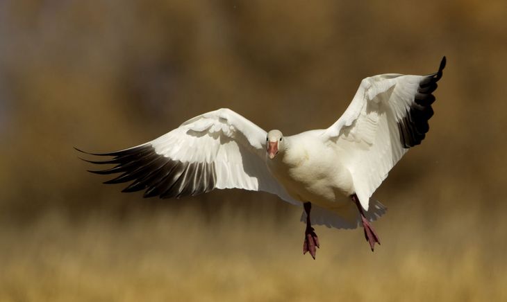 Sneeuwgans | Vogelbescherming