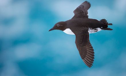 Zeekoet | Vogelbescherming
