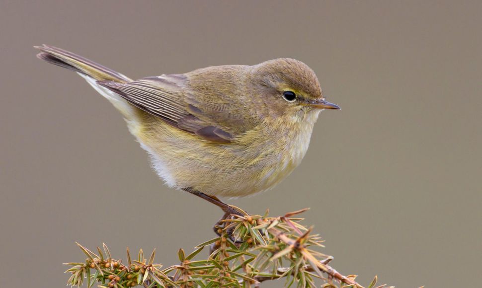 Tjiftjaf Vogelbescherming