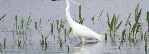 Witte reigers | Vogelbescherming